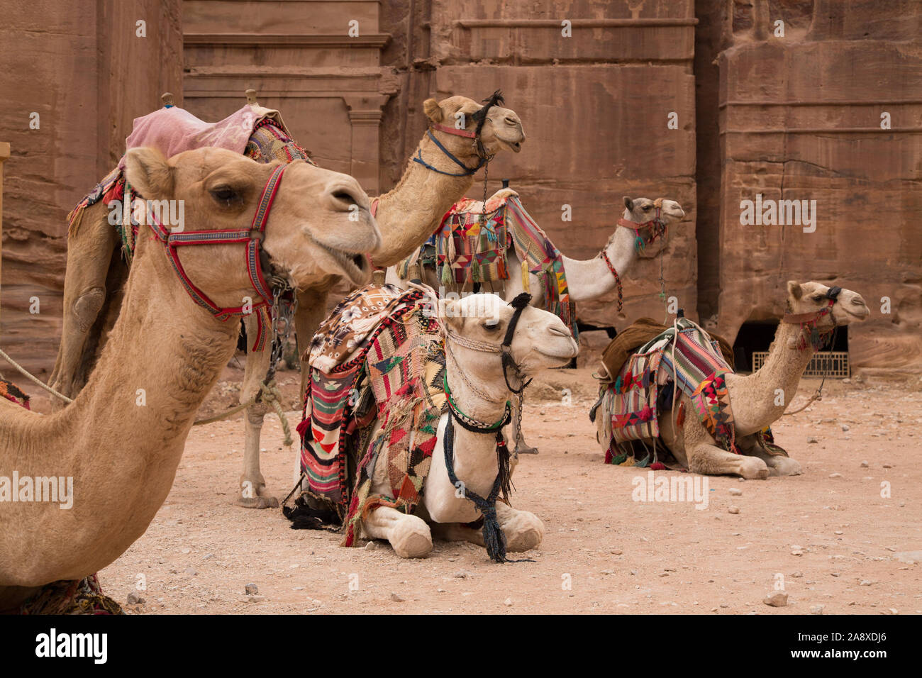 Group of Camels in Petra, Jordan Stock Photo - Alamy