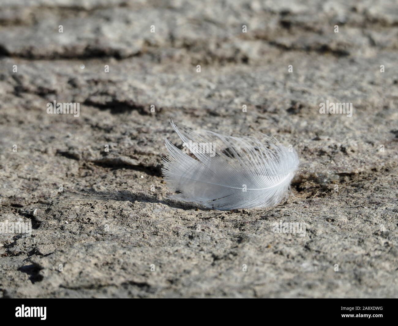 Single white feather laying on granite stone beach Stock Photo - Alamy