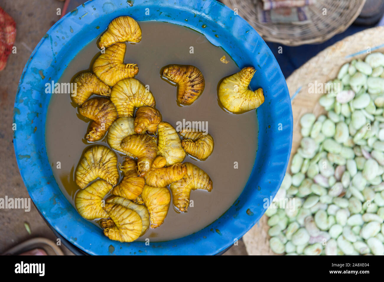 Sago grub hi-res stock photography and images - Alamy