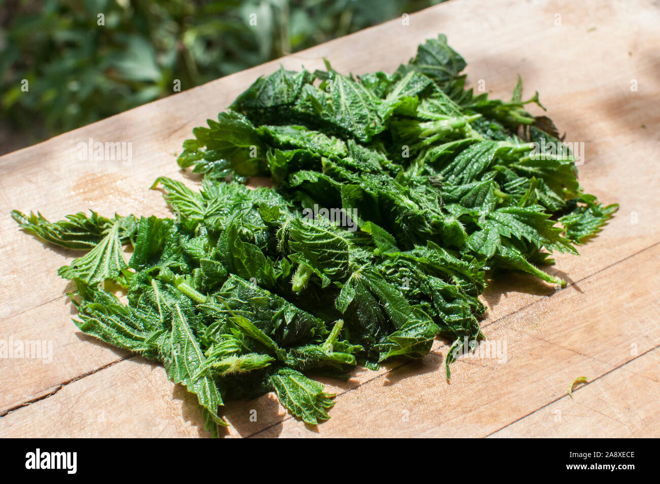 Chopped and steamed nettles ready for cooking closeup as food ...