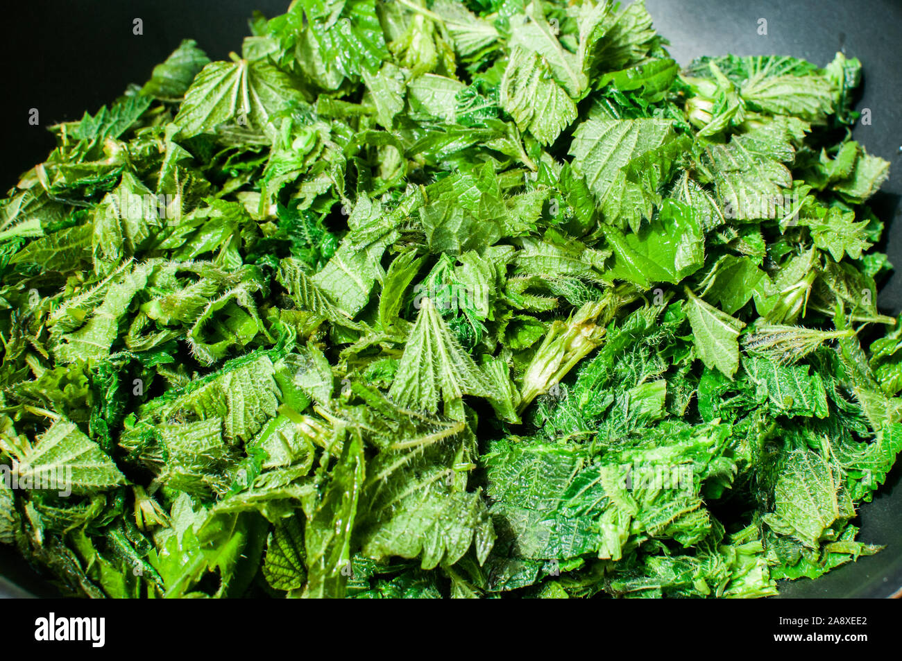 Chopped and steamed nettles ready for cooking closeup as food ...