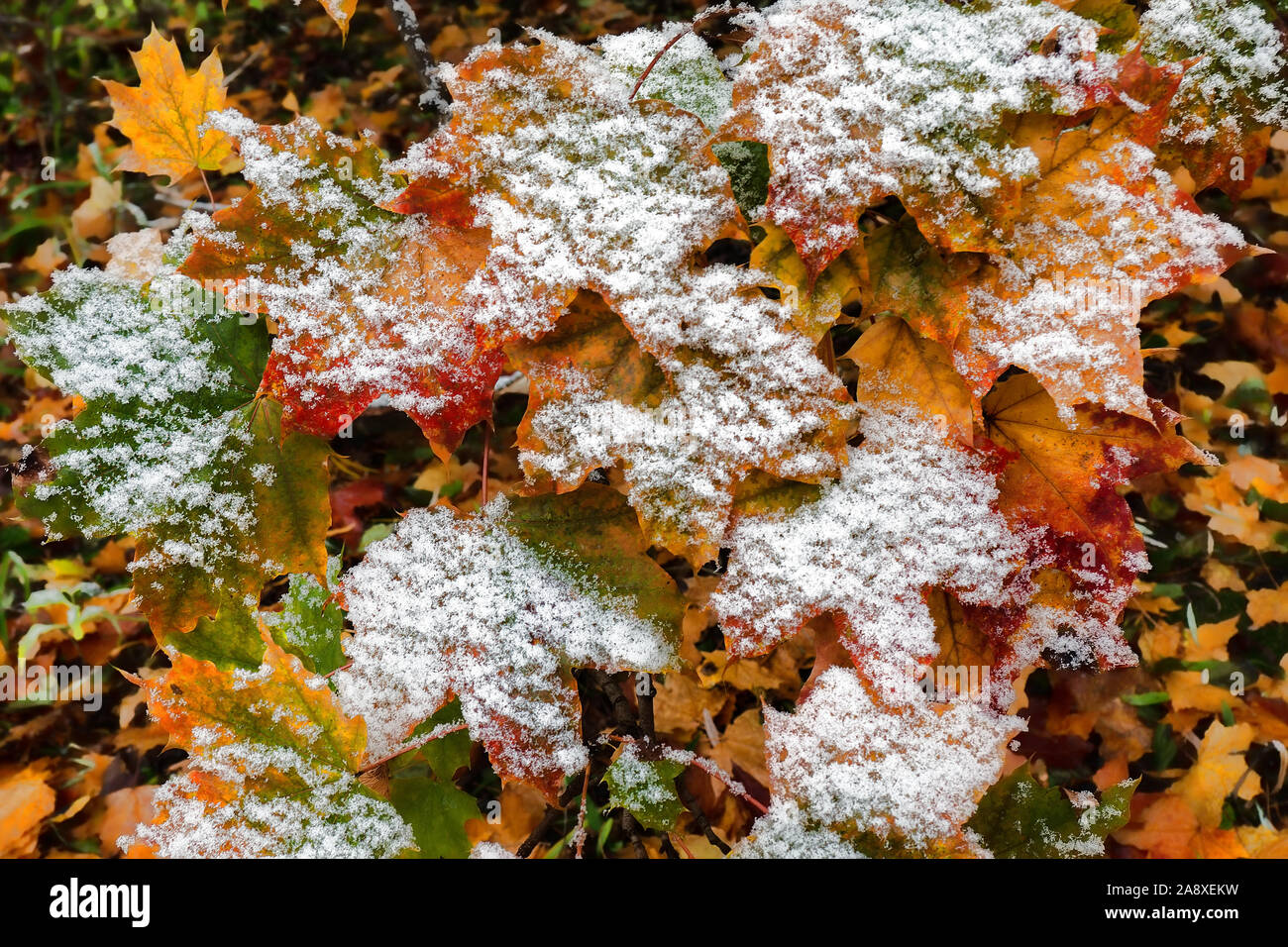 First snowfall trees hi-res stock photography and images - Alamy