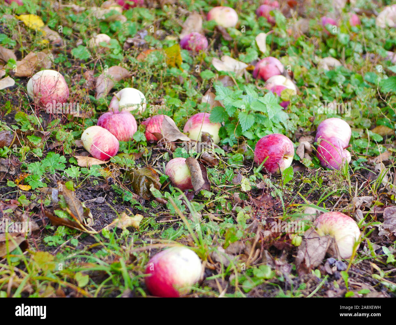 Abandoned apples on the grass. There is no harvest of apples ...