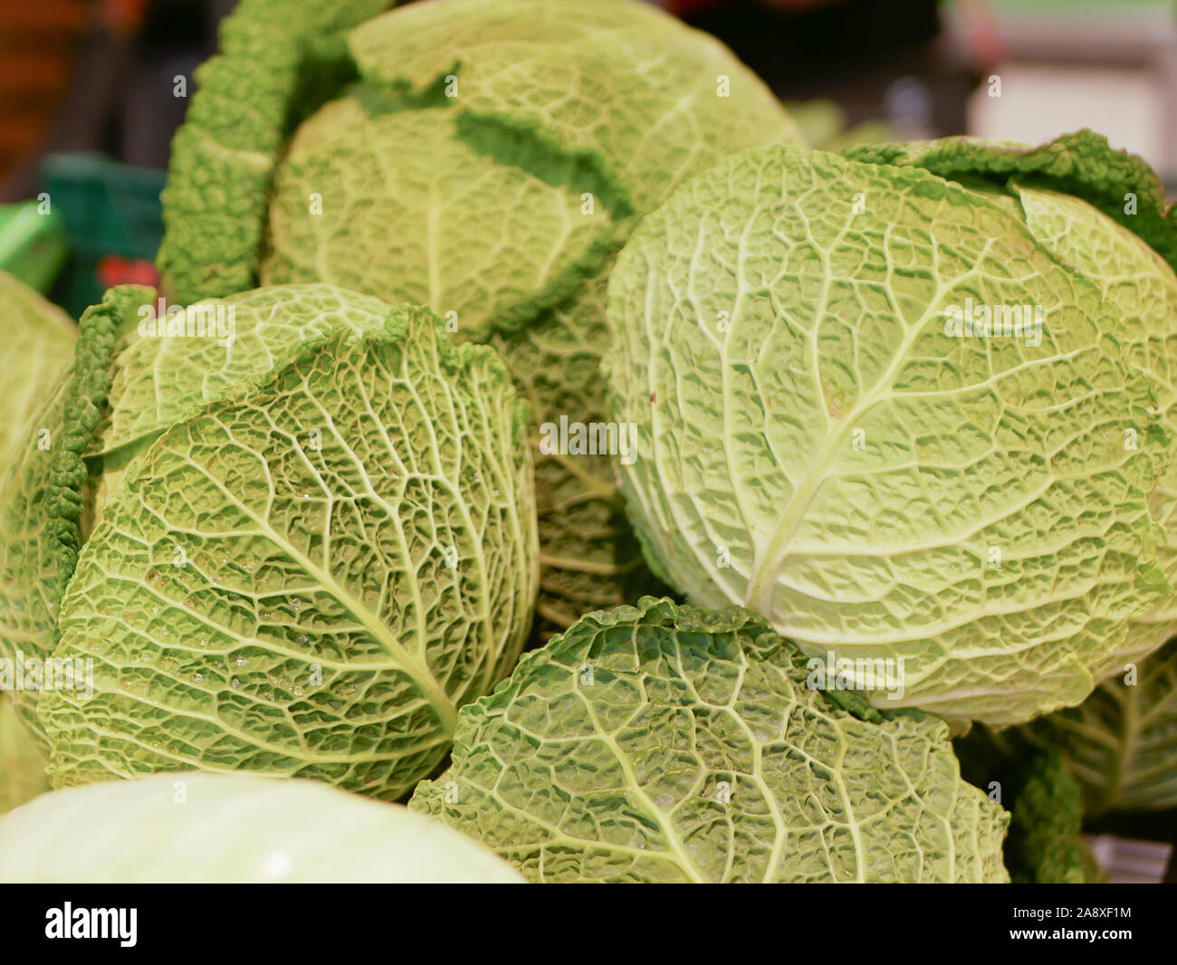 cabbage from the store. buyers choose and buy vegetables at the ...
