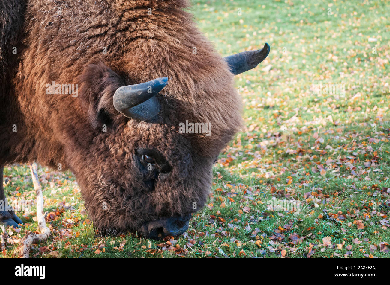 A European Bison, Bison bonasus, grazing on the parklands at the ...