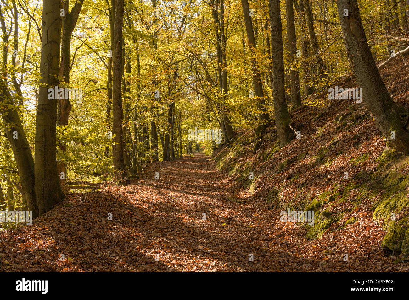 Hiking path in golden autumn light in a german forest, idea location ...