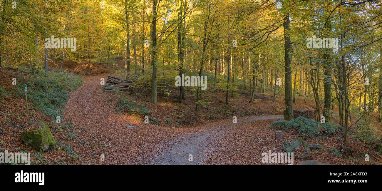 Hiking path in golden autumn light in a german forest, idea location ...