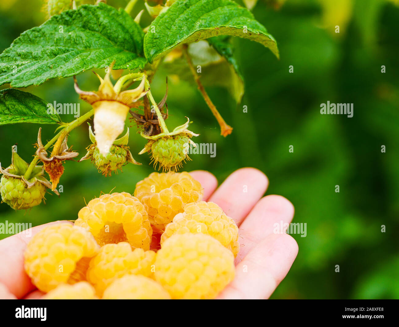 Unusual growth fruit hi-res stock photography and images - Alamy