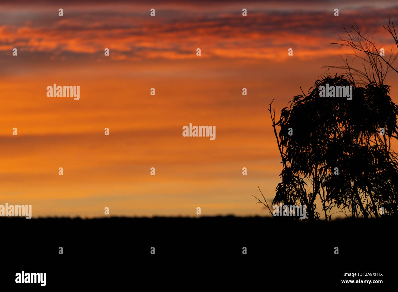 Vibrant red sunset caused by bushfire smoke in the blue mountains in ...