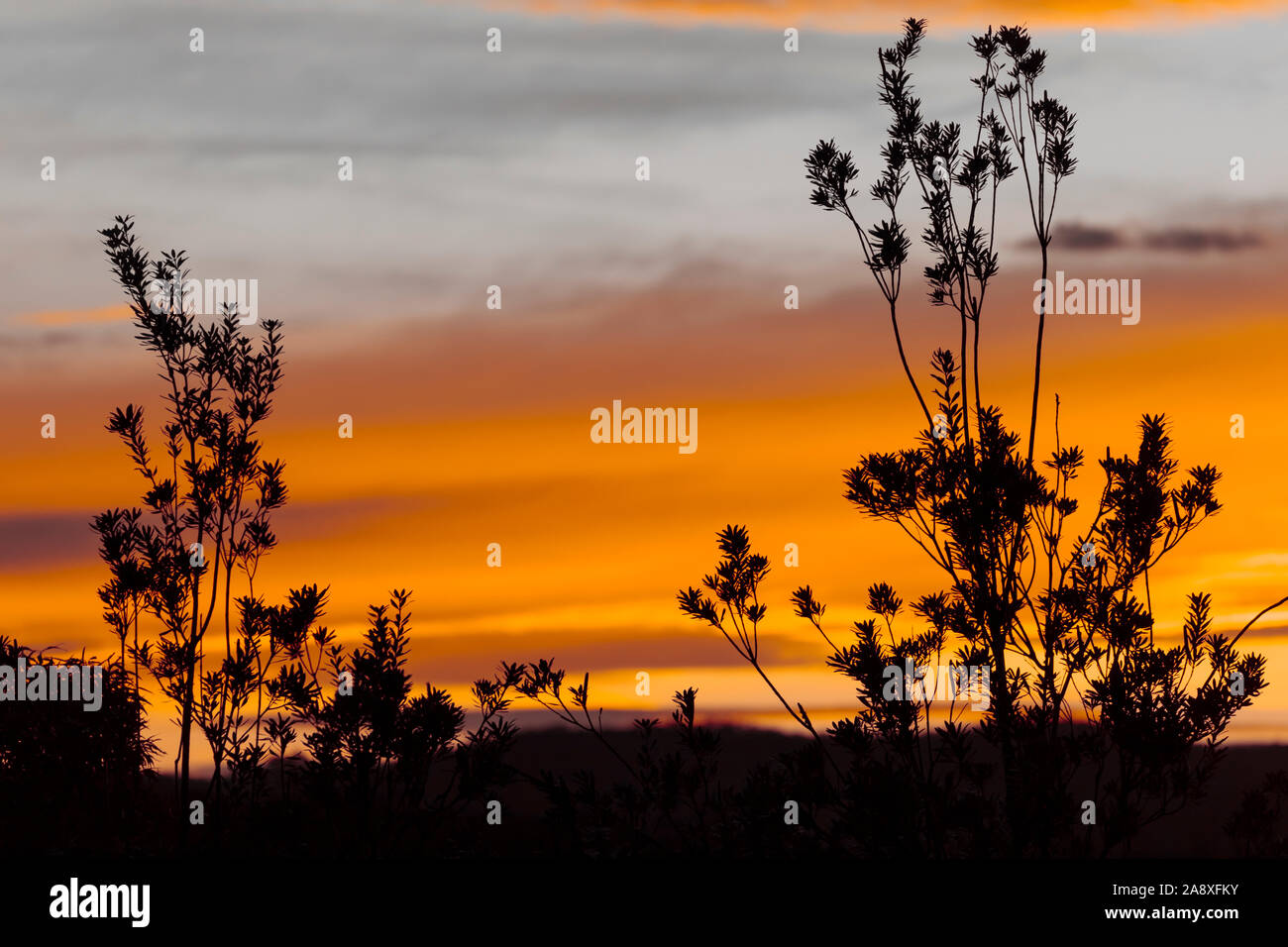 Vibrant red sunset caused by bushfire smoke in the blue mountains in ...