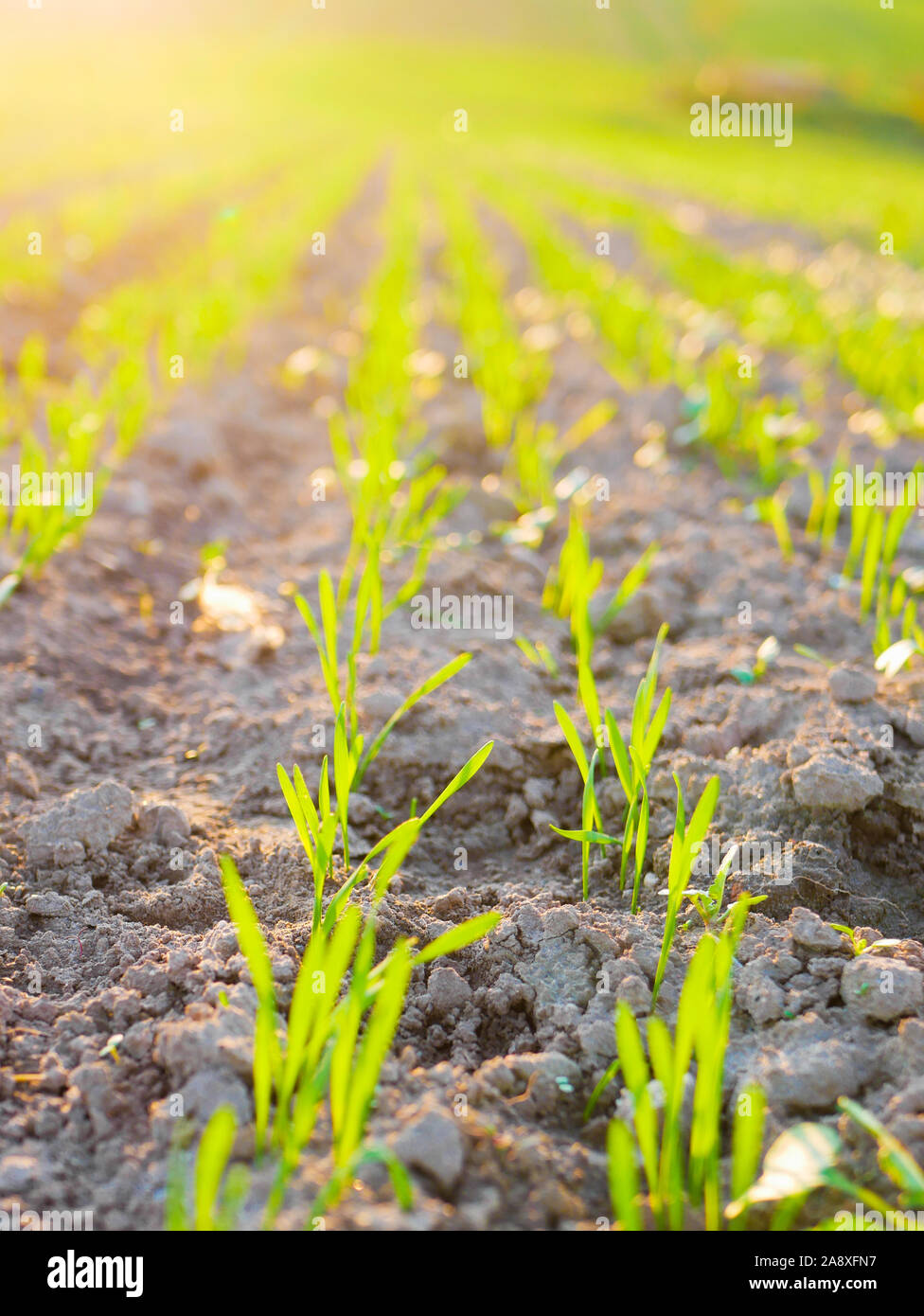 Sprouts of a crop in a field at sunset. Young shoots on the field at ...
