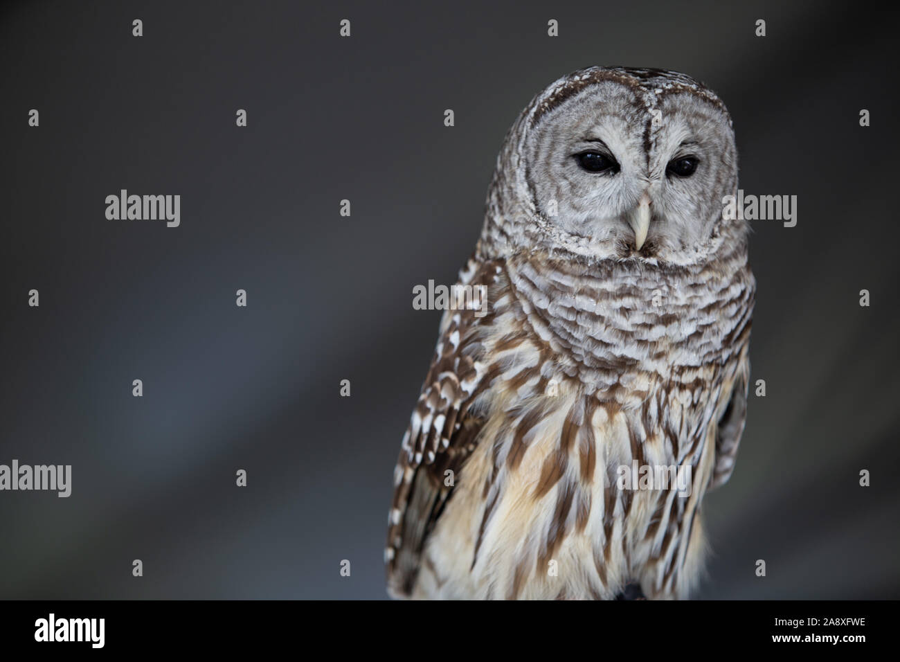 Barred Owl an Endangered Species Stock Photo - Alamy