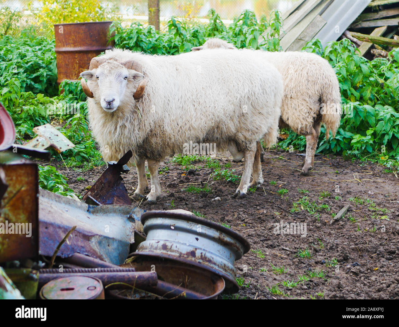 Animals in a landfill. Sheep graze in a landfill. The only food a cow ...