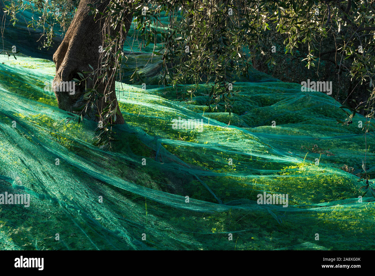Net under olive trees for collecting harvest Stock Photo - Alamy