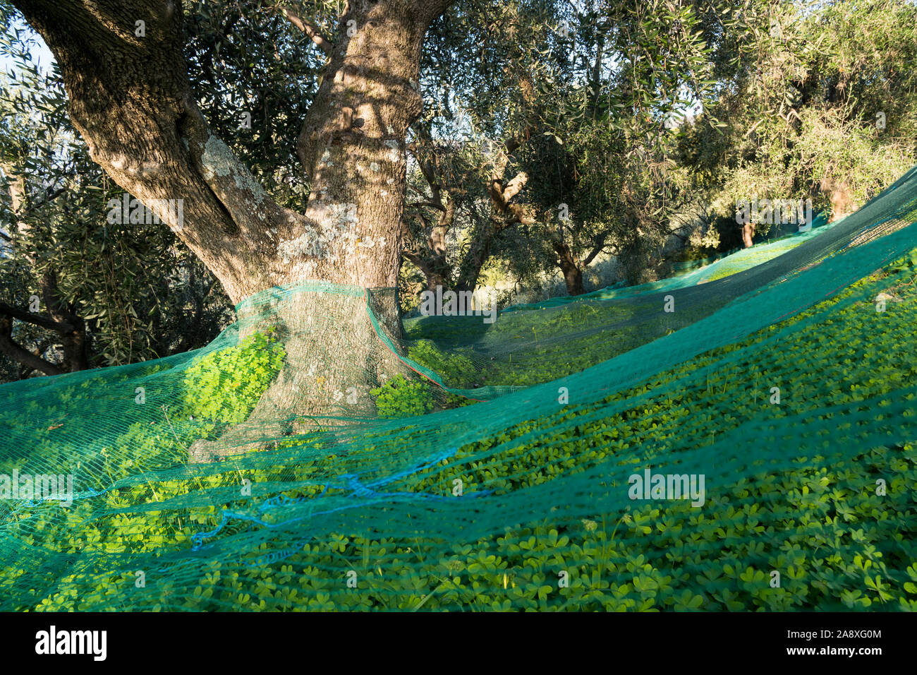 Net under olive trees for collecting harvest Stock Photo - Alamy