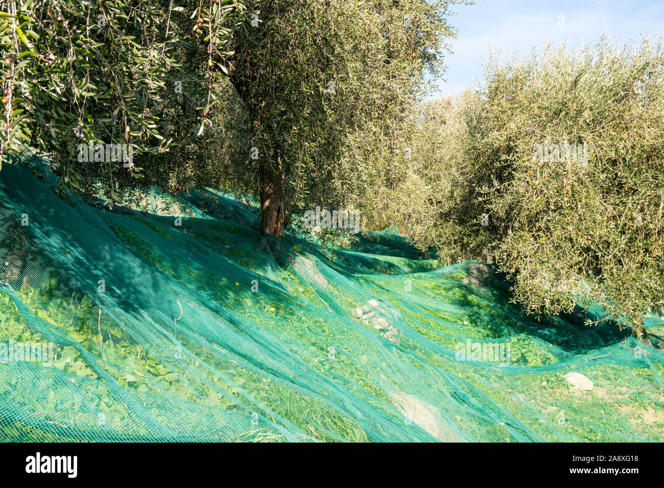 Net under olive trees for collecting harvest Stock Photo - Alamy