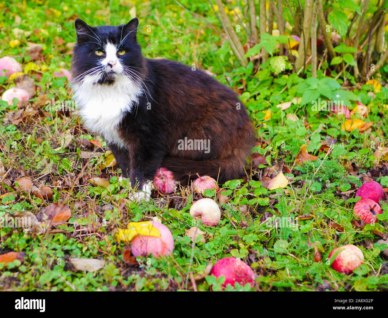 Abandoned cat. Abandoned crying cat with conjunctivitis. Homeless ...