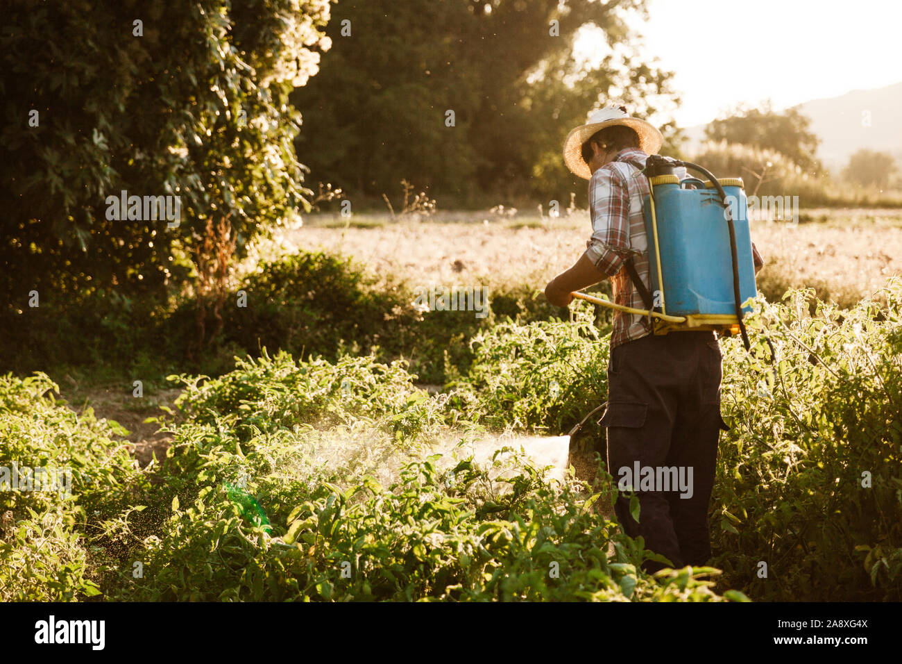 Young farmer spraying organic fertilizer with manual pump tank wearing ...