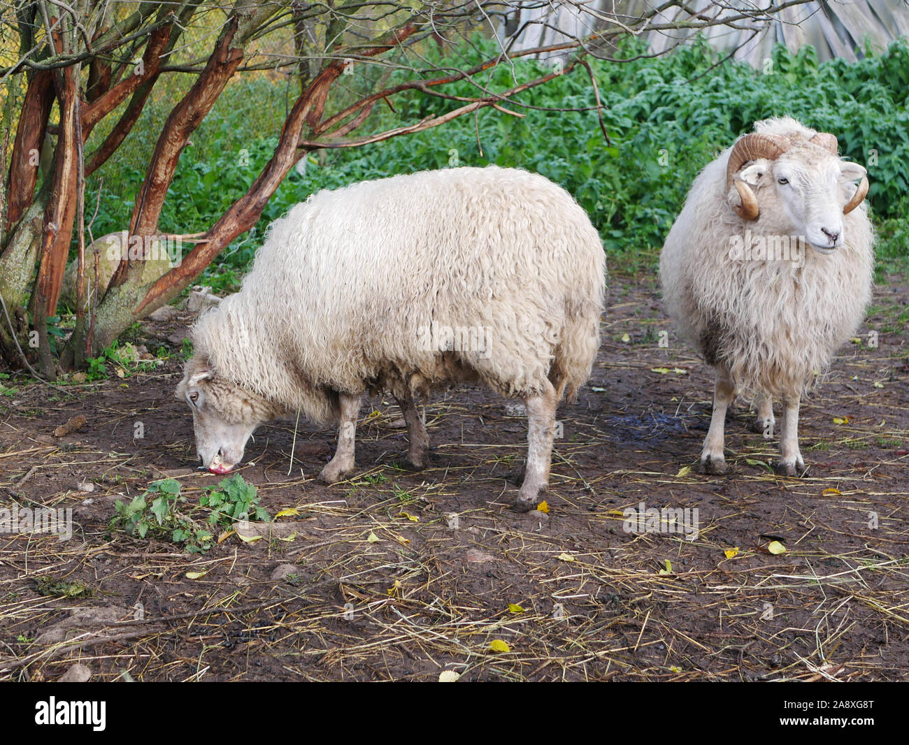 Domestic sheep. Agriculture. Graze in the meadow. sheeps wool Stock ...