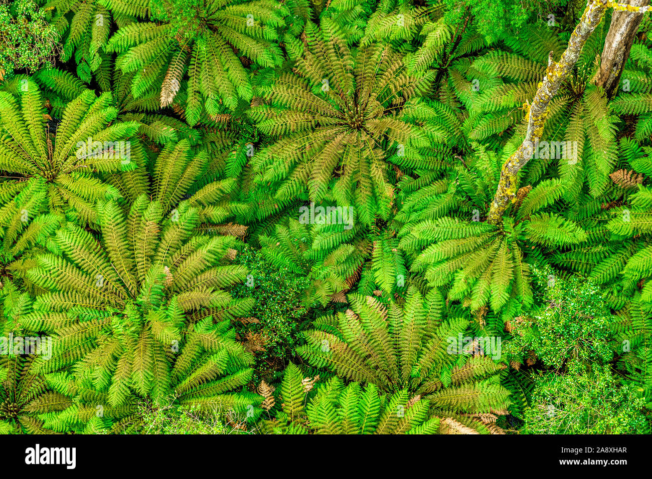 Giant tree fern in rainforest hi-res stock photography and images - Alamy