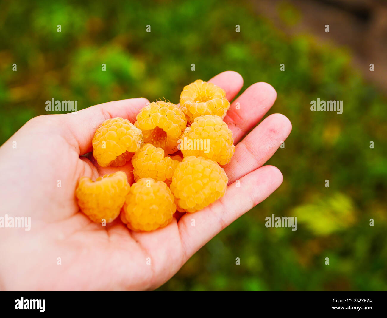 Unusual growth fruit hi-res stock photography and images - Alamy