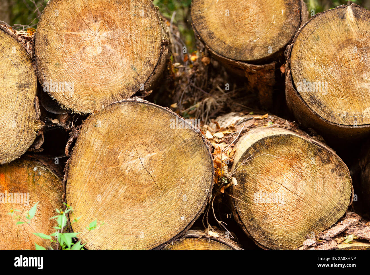 The image shows a stack of a cutted wood in the forest Stock Photo - Alamy