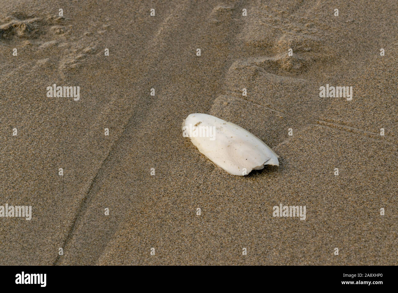 Cuttlefish bone washed up on a sandy beach Stock Photo - Alamy