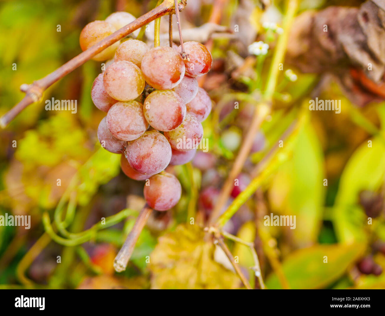 Large round grapes. Close-up of a large bunch of ripe red Verico grapes ...
