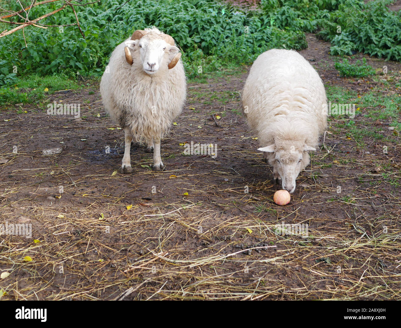 Two sheep in a green meadow. the sheep is eating an apple. Domestic ...