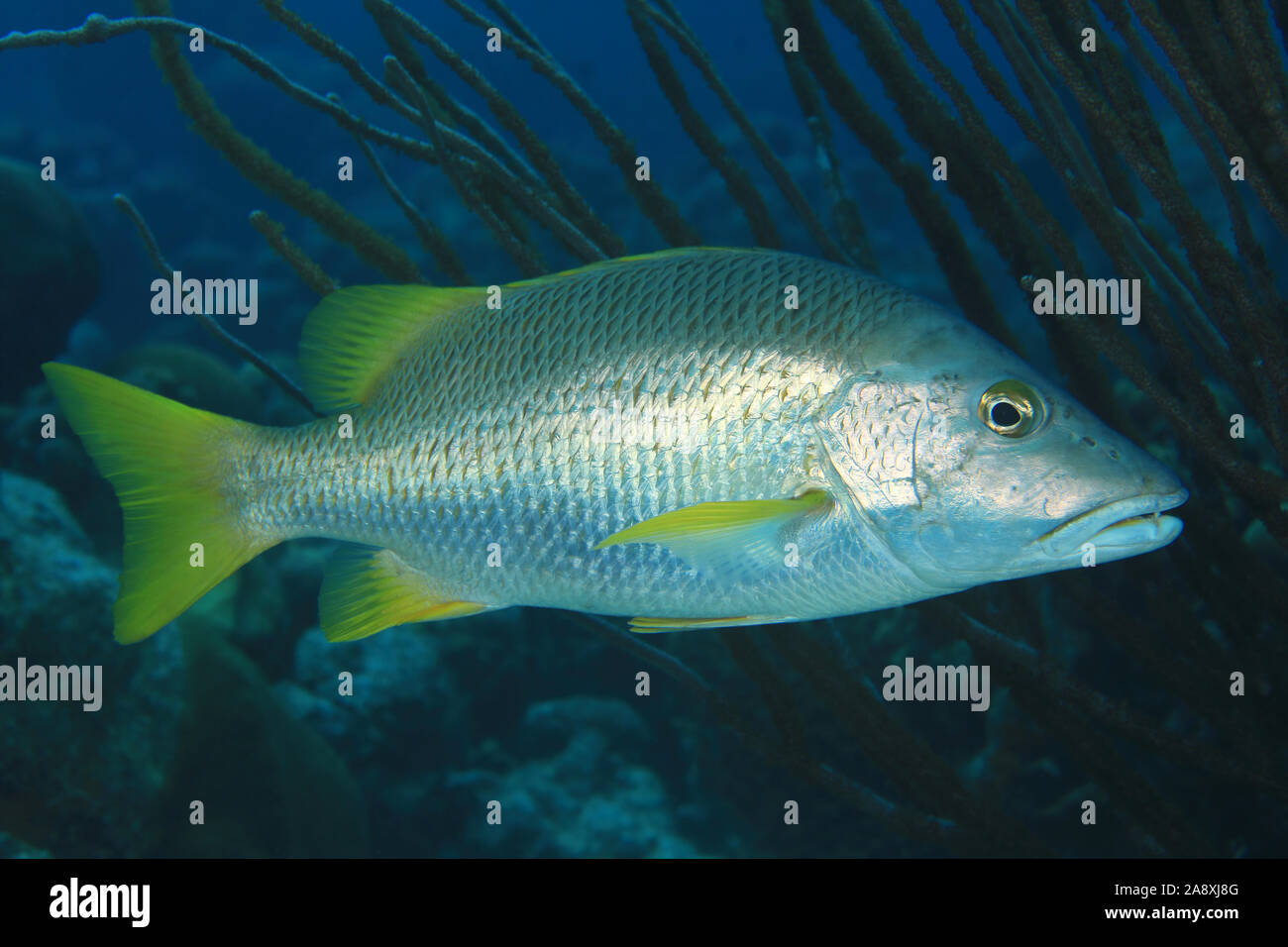 Schoolmaster Snapper