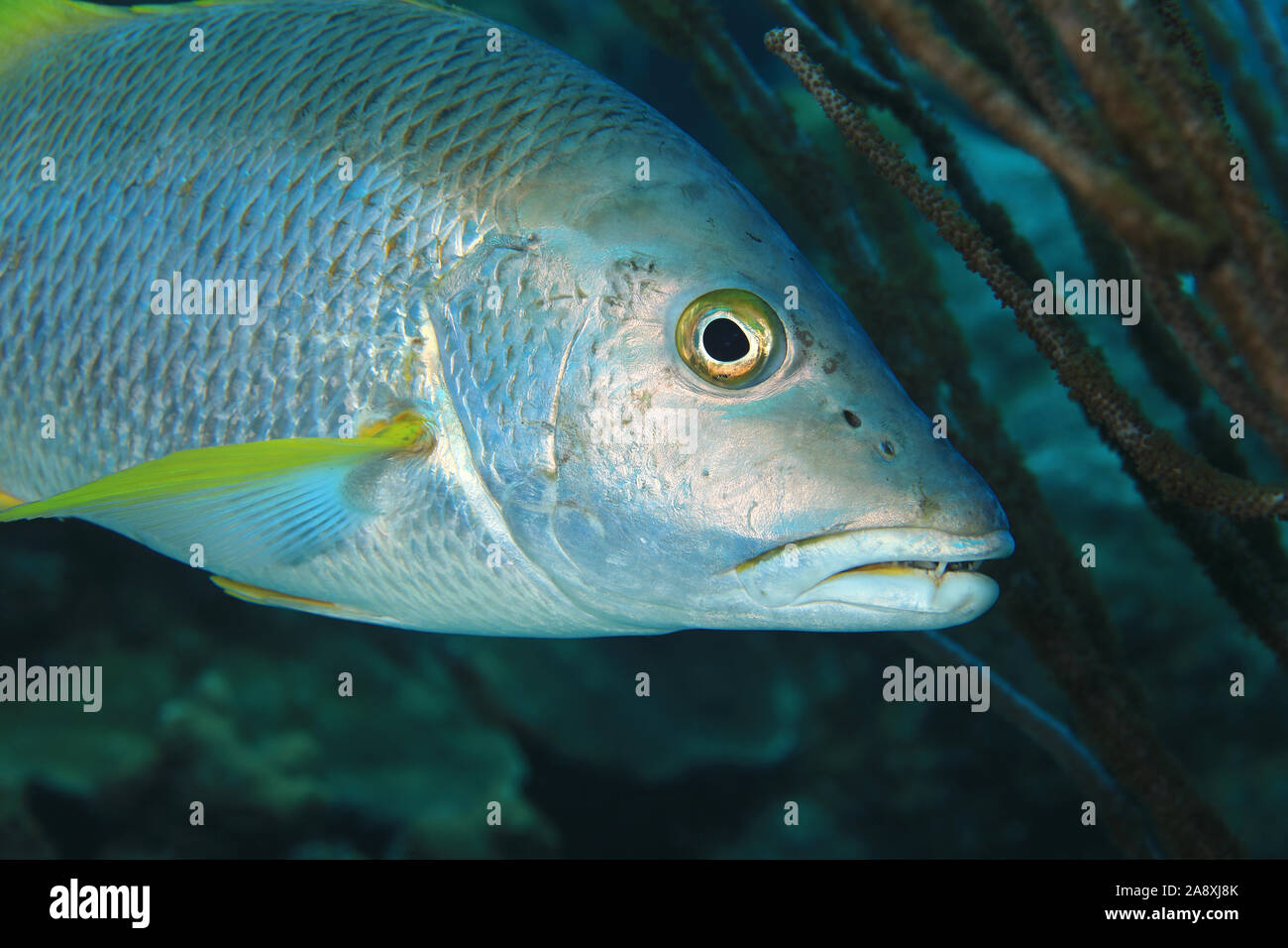 Schoolmaster snapper fish (Lutjanus apodus) underwater in the tropical ...