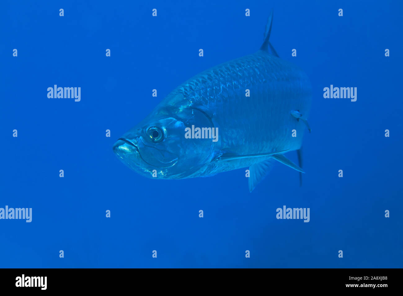 Tarpon fish (Megalops atlanticus) underwater in the caribbean sea of ...