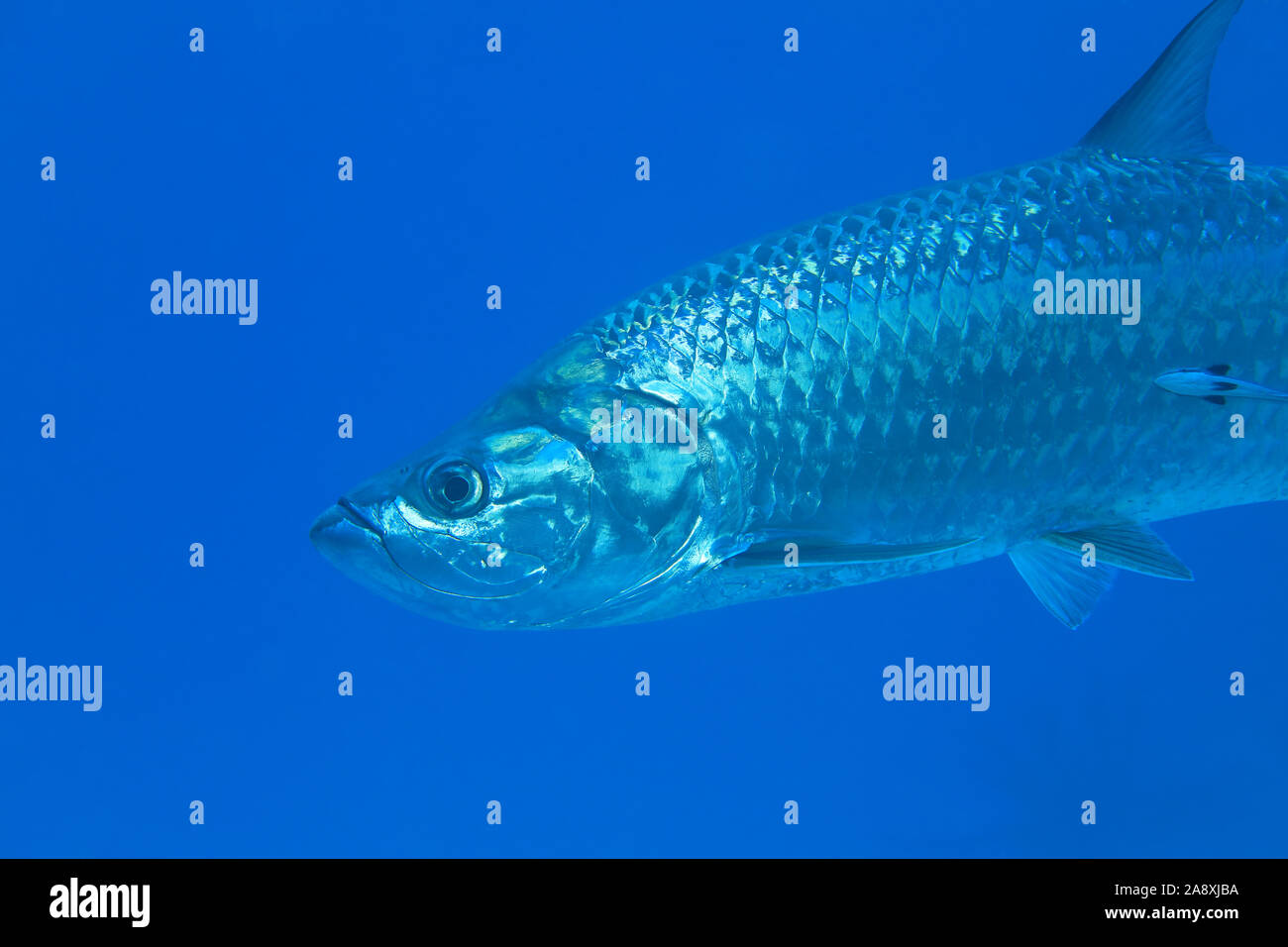 Tarpon fish (Megalops atlanticus) underwater in the caribbean sea of ...