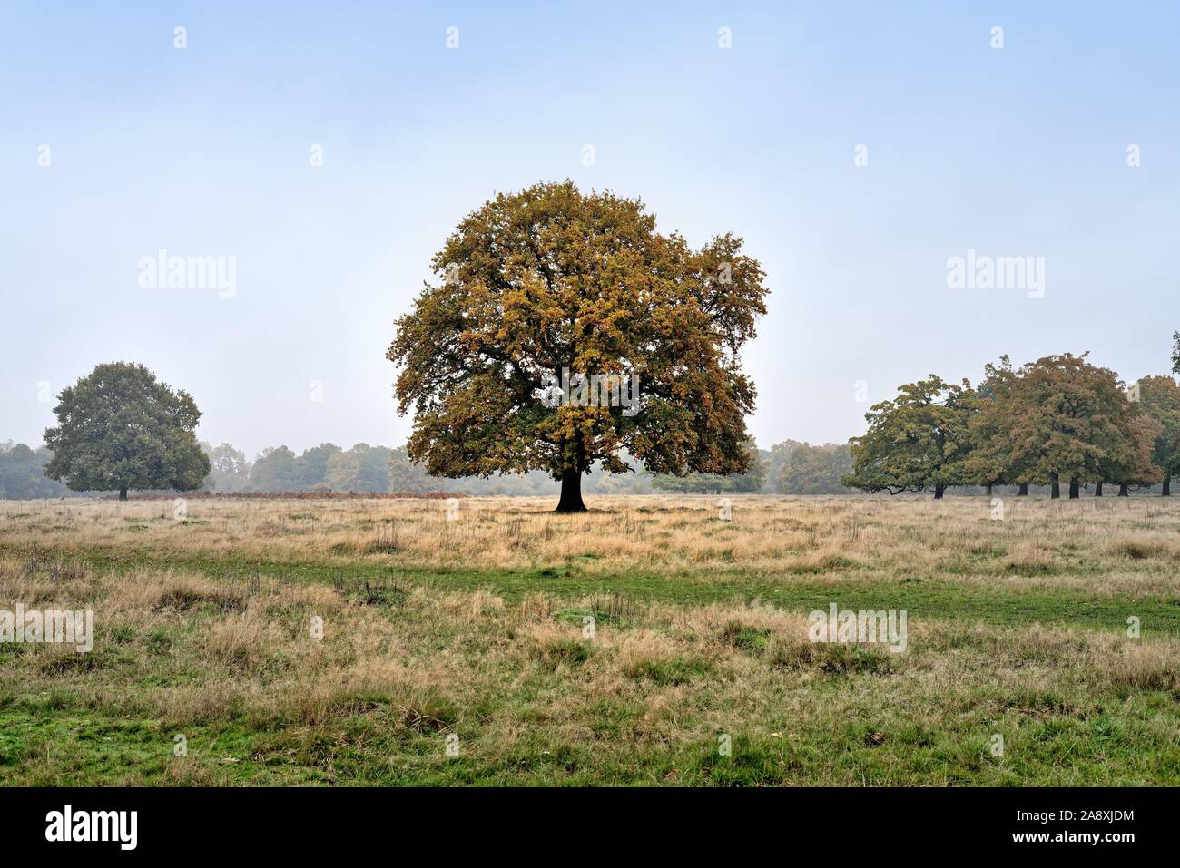 An isolated English Oak tree in autumnal colours, Bushy Park Greater ...
