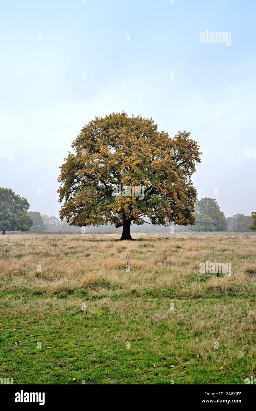 English oak tree hi-res stock photography and images - Alamy