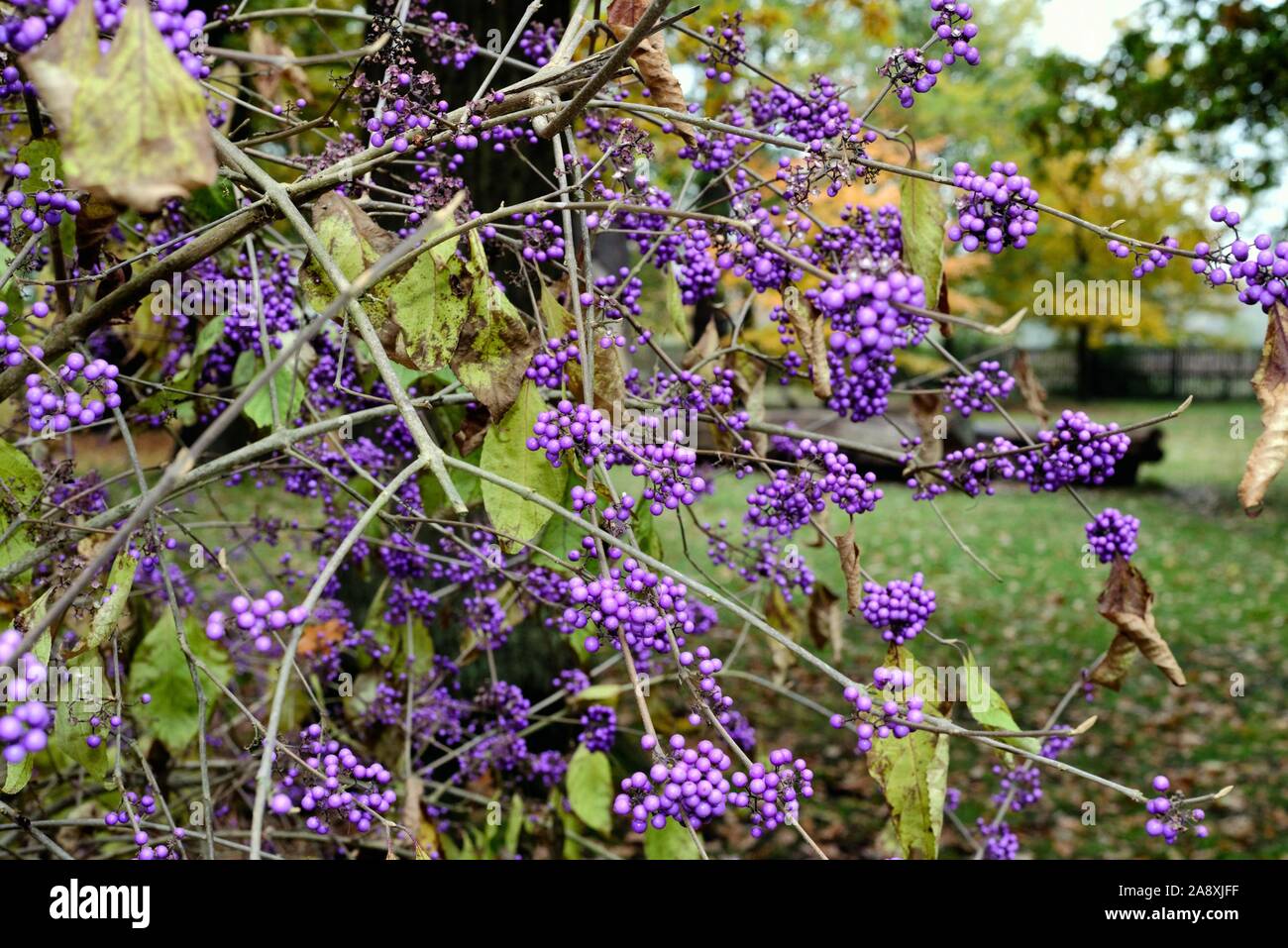 Close up of the blue violet berries of the shrub Callicarpa bodinieri ...