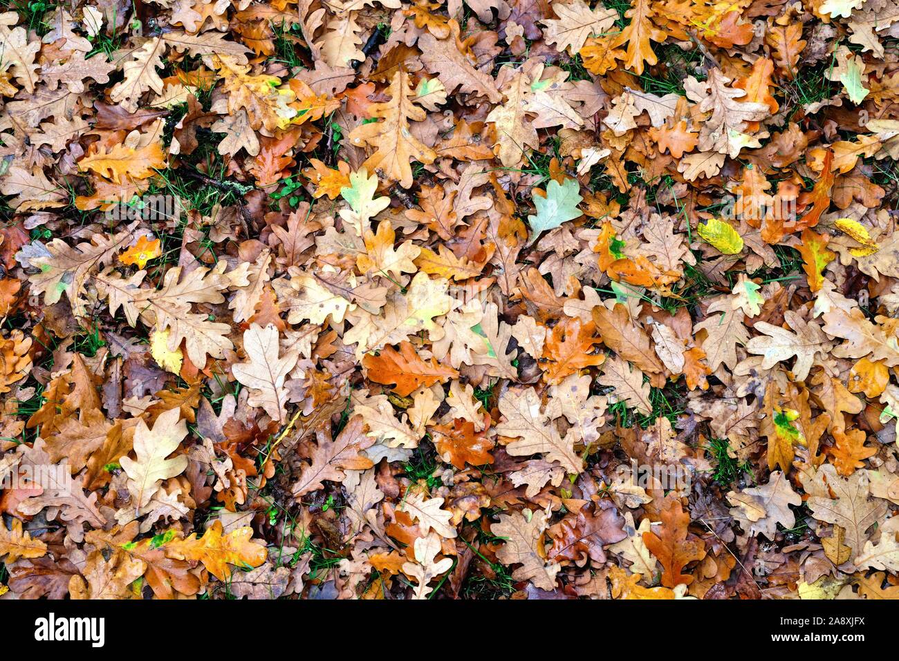 Oak tree leaves close up hi-res stock photography and images - Alamy