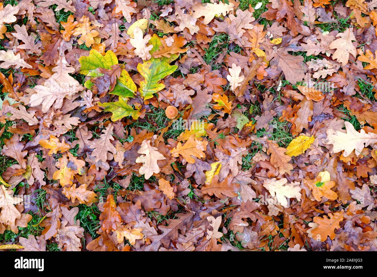 Close up of the fallen leaves of an English oak tree on a woodland ...