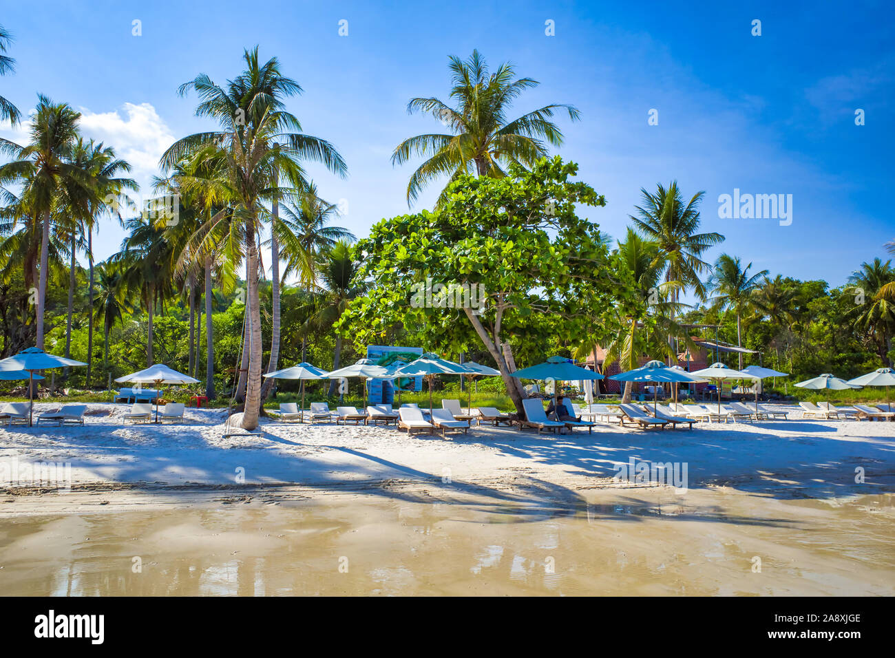 Sandy beach on the bay, tall palm trees, blue sky, sun loungers for ...