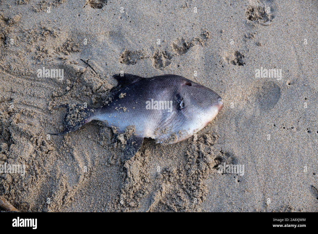 Dead fish beach pollution hi-res stock photography and images - Alamy