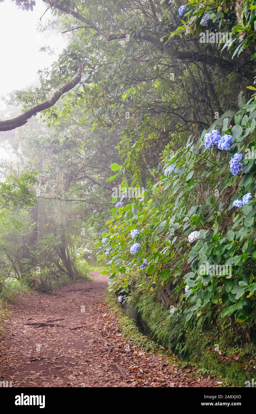 Levada do caldeirão verde madeira hi-res stock photography and images ...