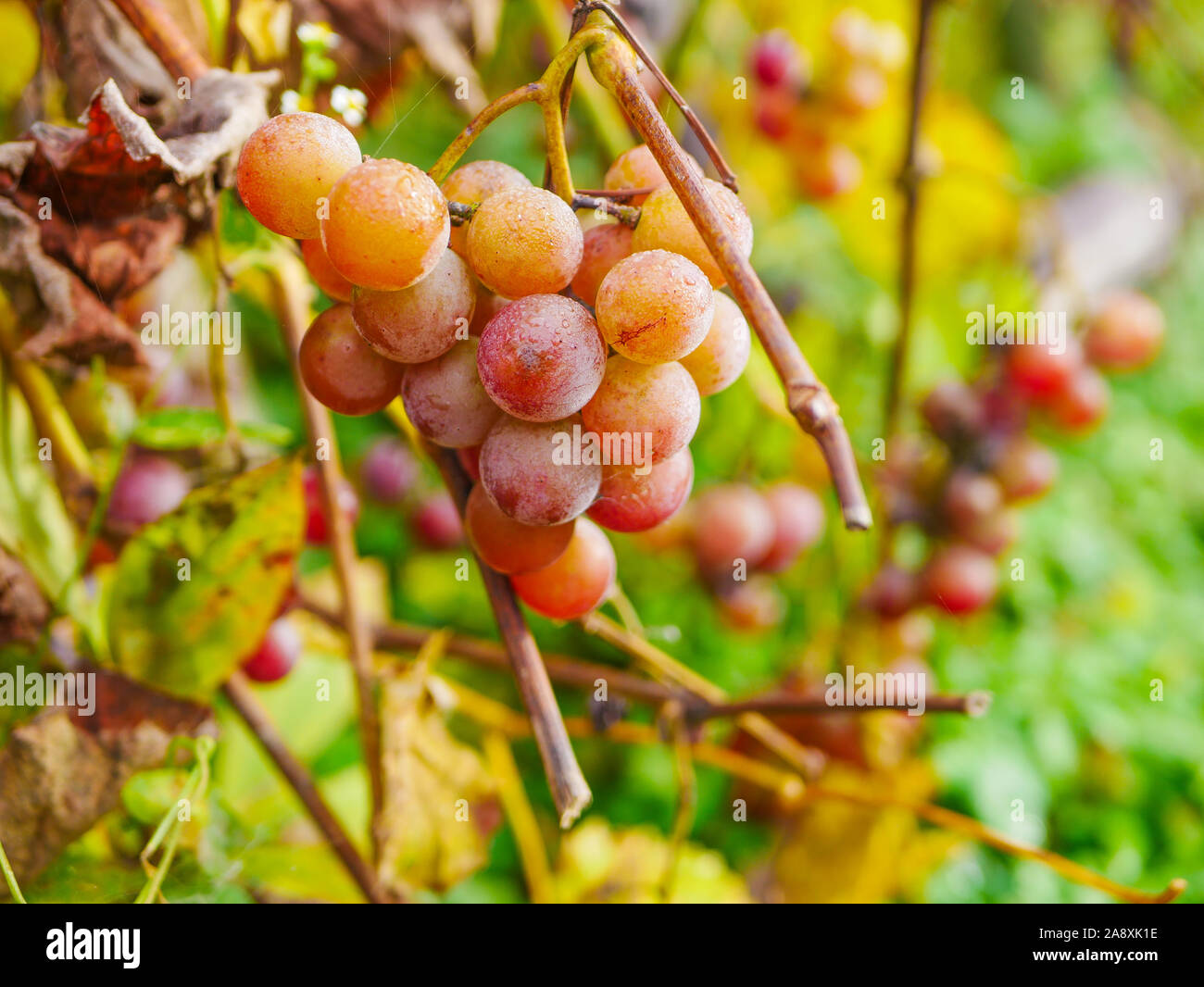 Grow varieties hi-res stock photography and images - Alamy