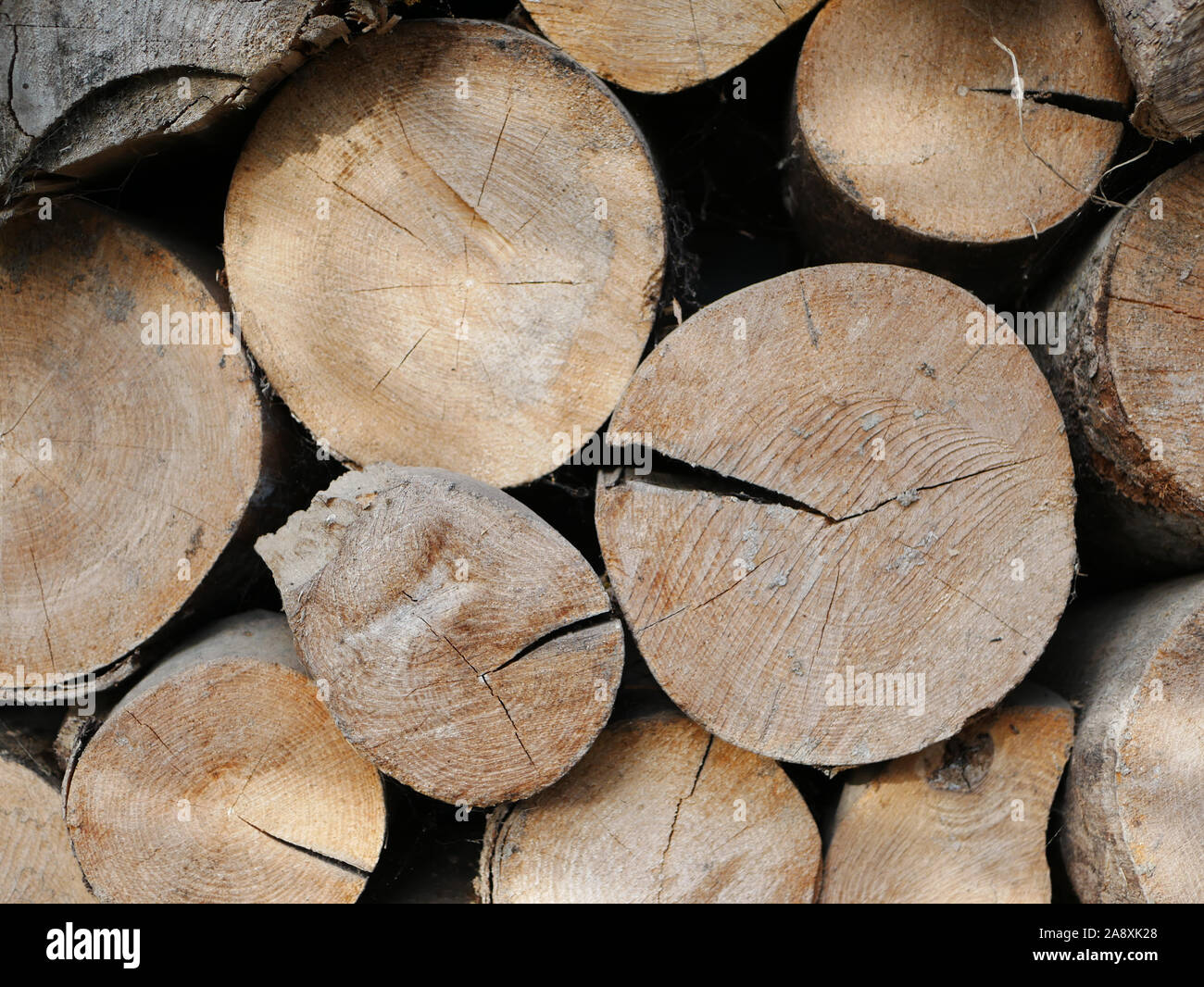 Dry logs close-up. Background from round wooden logs. Beautiful lumber ...