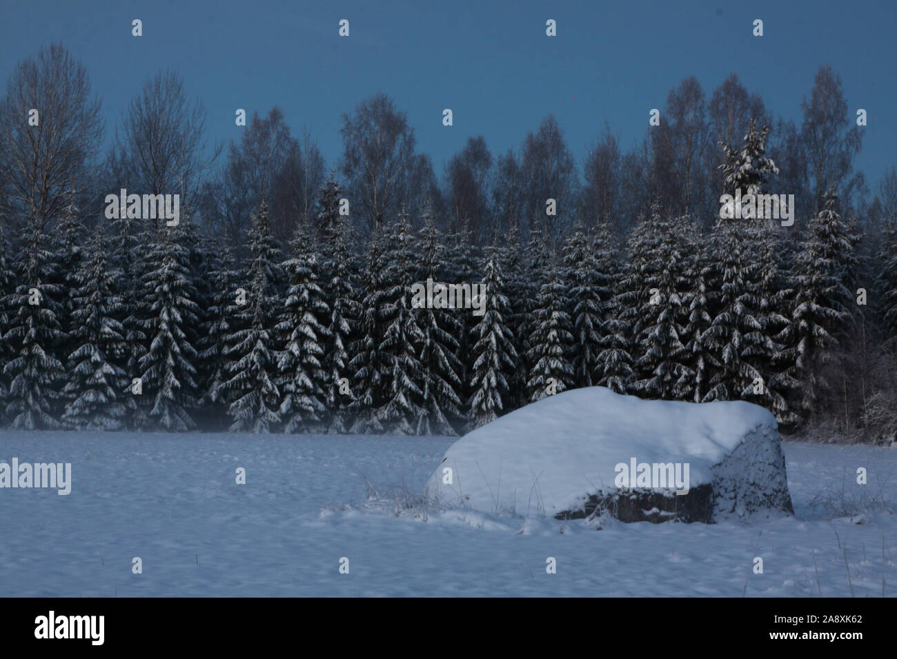 Big trees with snow hi-res stock photography and images - Alamy