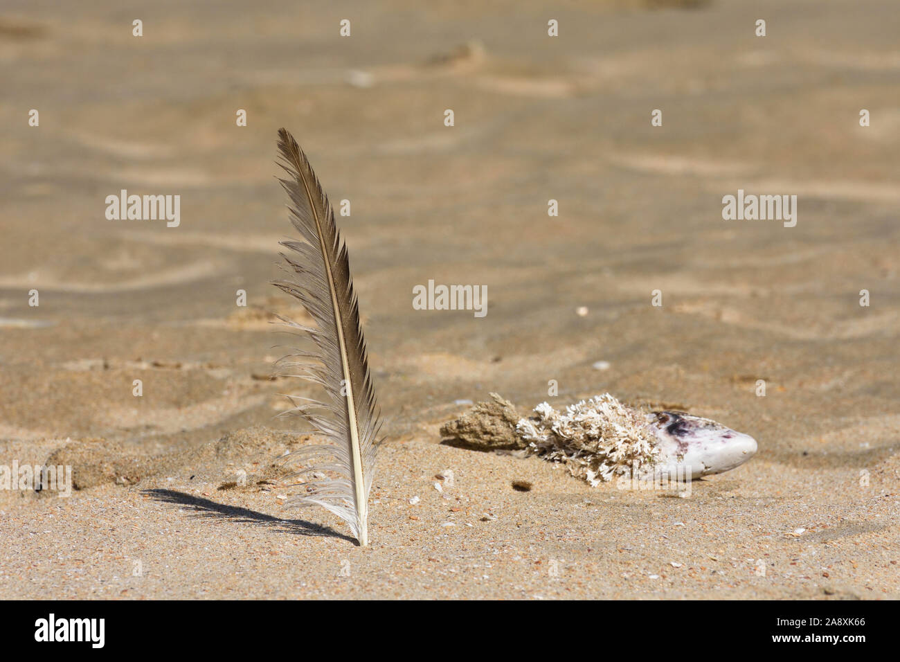 Seagull Feather On Hot Summer Beach Sand Stock Photo - Alamy