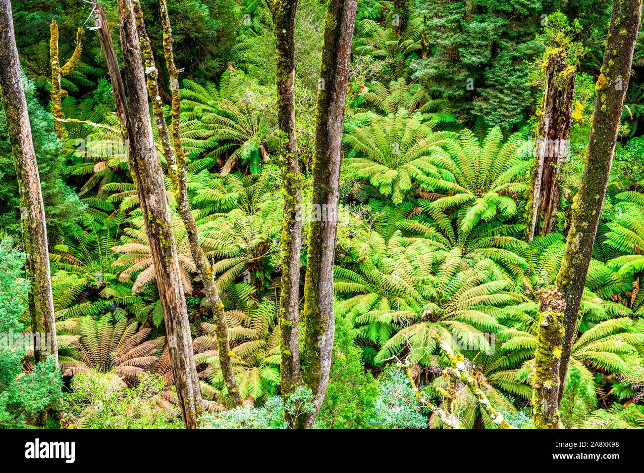 Giant tree ferns hi-res stock photography and images - Alamy