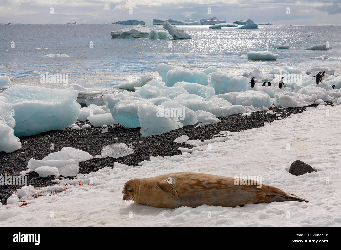 Female Antarctic fur seal (Arctocephalus gazella) on Brown Bluff on the ...