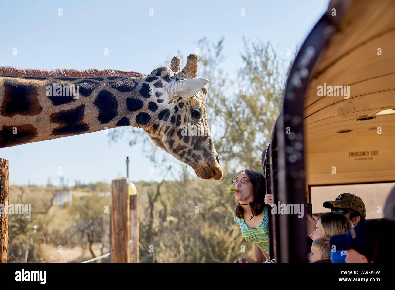 Camp Verde, Arizona, USA, - November 4, 2019: Safari bus at Out of ...