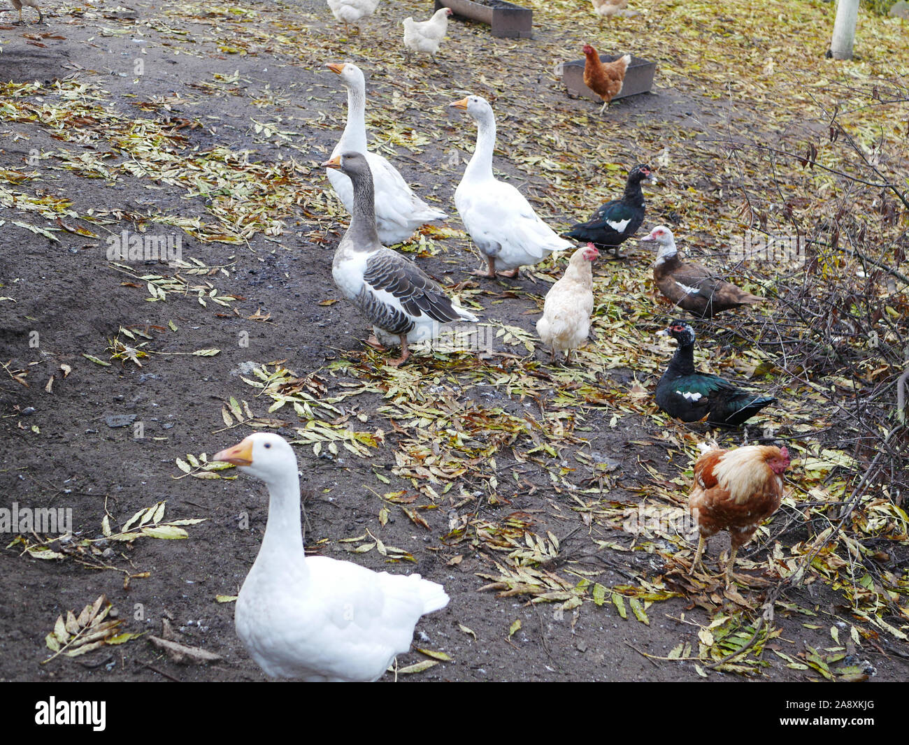 Chickens geese farming. geese. poultry yard in the village. Chickens ...