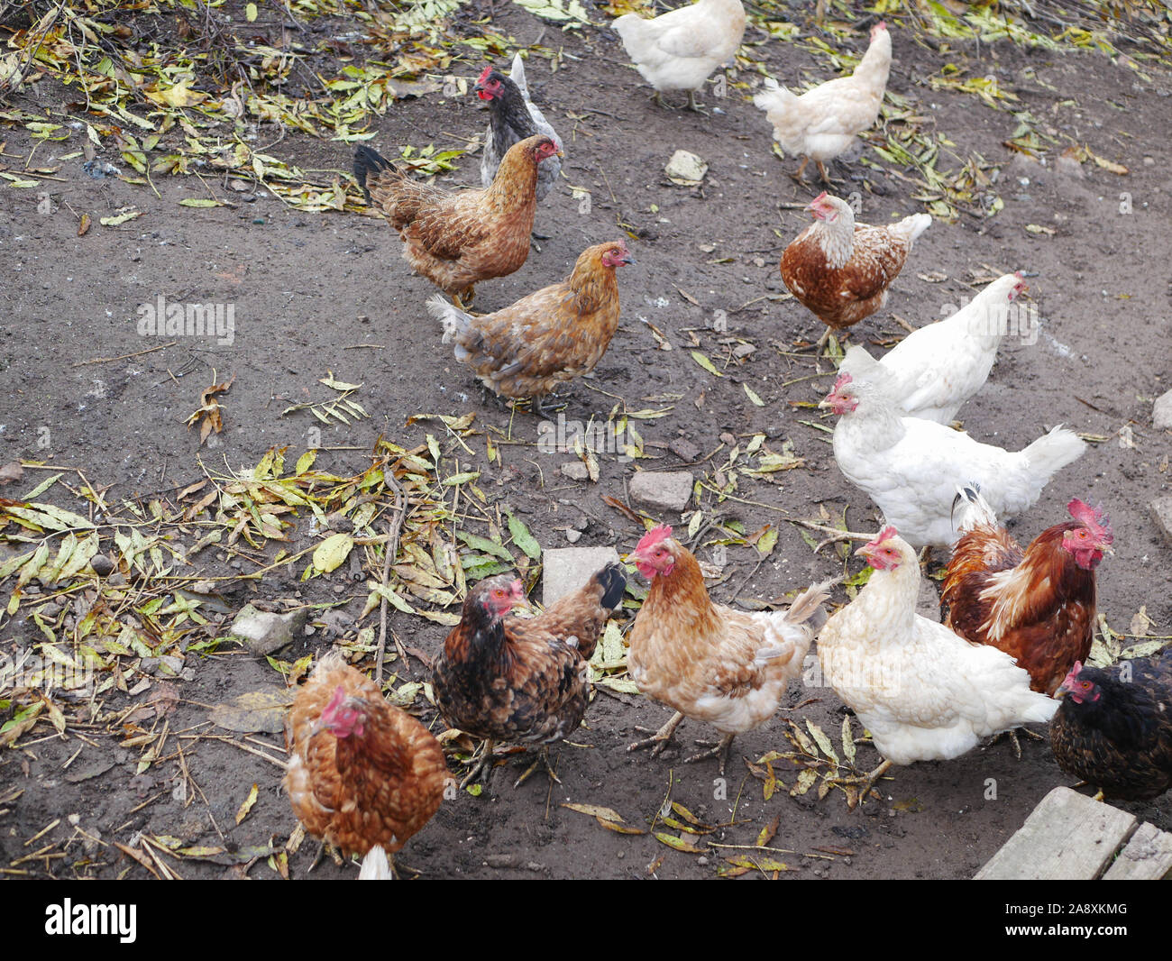 Chickens of domestic goose hi-res stock photography and images - Alamy